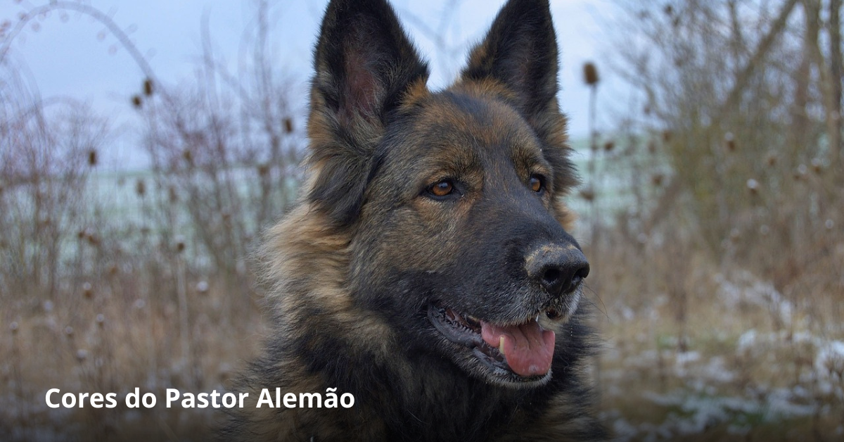 Pastor Alemao Desbotado Preto E Castanho Pelagem Do Shiba é Uma Das